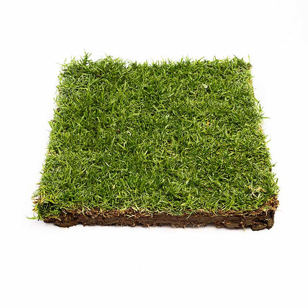Eureka Kikuyu Premium Village Green Turf | Instant Lawn Eureka Kikuyu Premium Village Green Turf | Instant Lawn