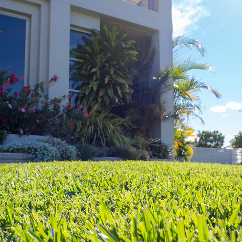 Shop Instant Lawn & Turf Varieties Melbourne | Instant Lawn